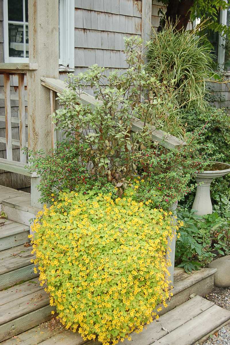 Vale's Greenhouse - Black Diamond Alberta. Your Southern Alberta and ...