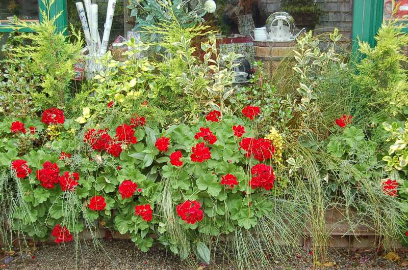 Vale's Greenhouse - Black Diamond Alberta. Your Southern Alberta and ...