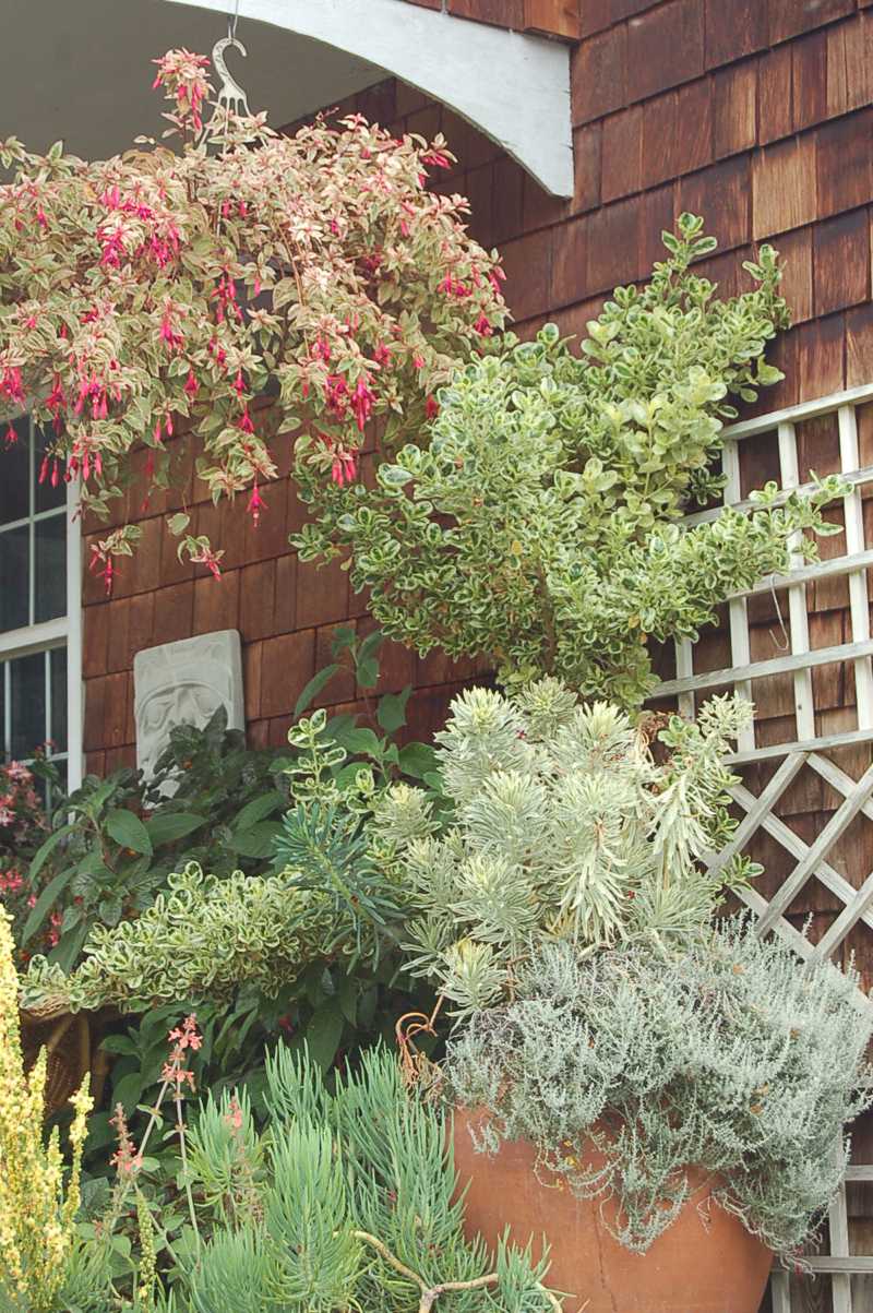 Vale's Greenhouse - Black Diamond Alberta. Your Southern Alberta and ...