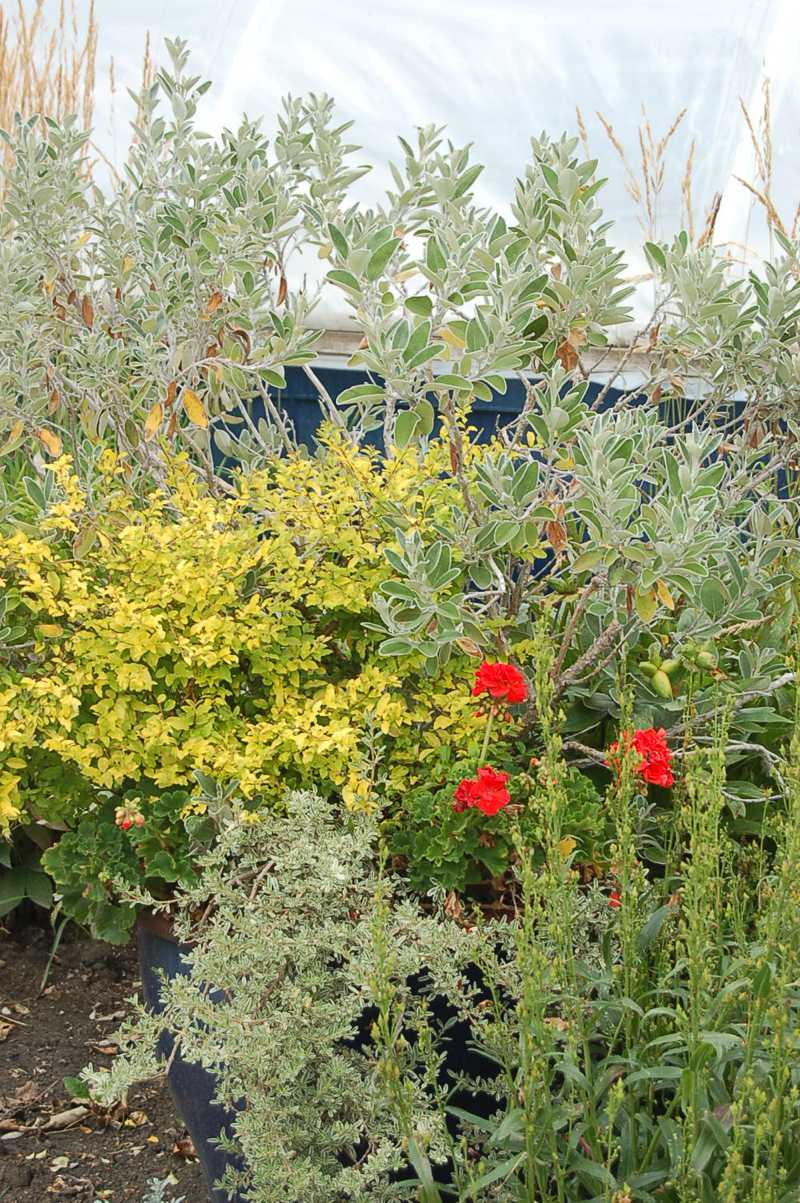 Vale's Greenhouse - Black Diamond Alberta. Your Southern Alberta and ...