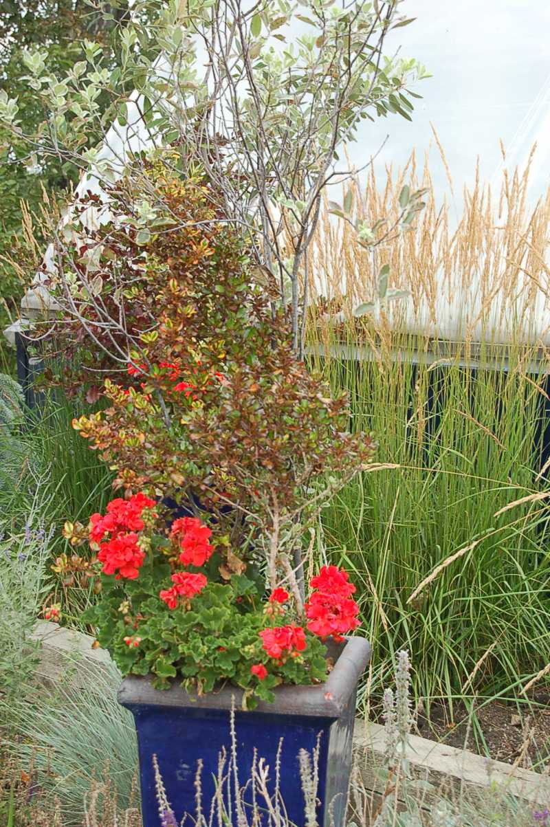 Vale's Greenhouse - Black Diamond Alberta. Your Southern Alberta and ...