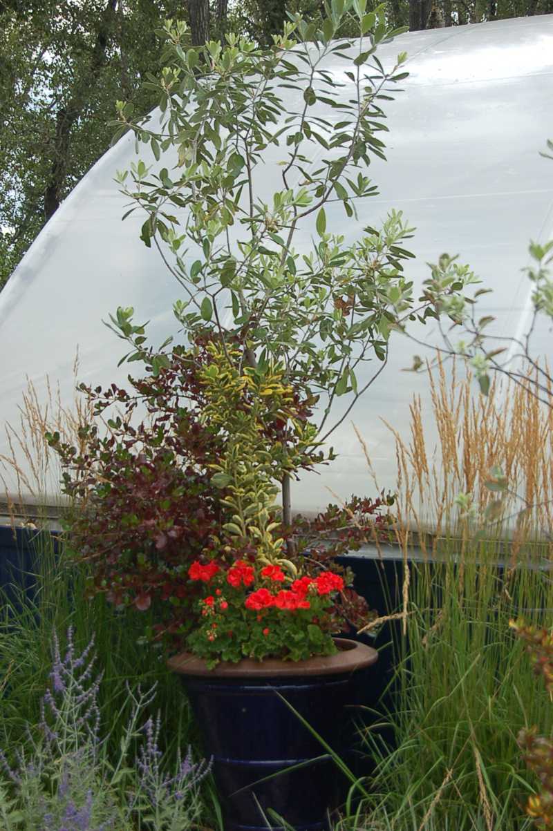 Vale's Greenhouse - Black Diamond Alberta. Your Southern Alberta and ...