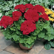 Vale's Greenhouse - Black Diamond Alberta. Your Southern Alberta and ...